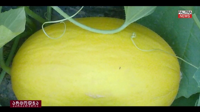 მართლა წმენდს თუ არა საზამთრო თირკმელებს? - საჭირო ინფორმაცია ზაფხულის ...