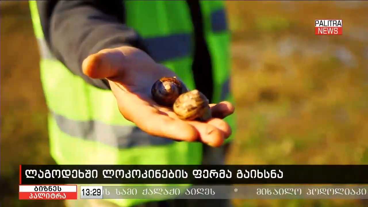 ლოკოკინას საოცარი დანიშნულება აქვს... - რაში გამოიყენება ლოკოკინა და ...